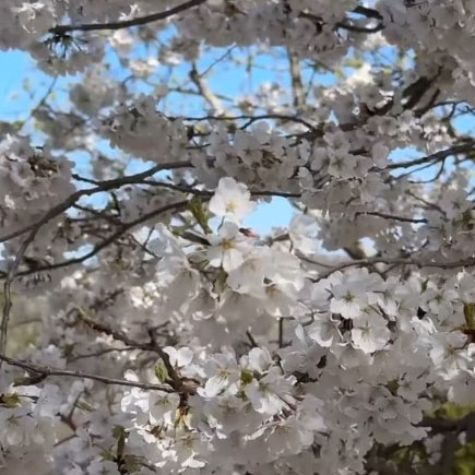 Pollack - Spring Street Textiles